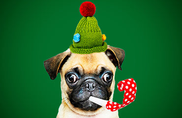 8 Tips for taking the perfect photo of your pet – Furriescorner